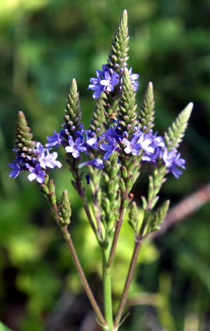 Beneficial Aquatic Plants | Aquatic Biologists, Inc.