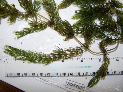 Beneficial Aquatic Plants | Aquatic Biologists, Inc.