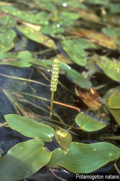 Floating Lead Pondweed | Aquatic Biologists, Inc.