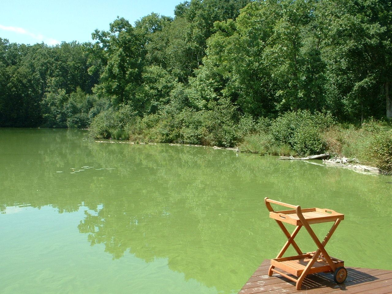 Planktonic Algae | Aquatic Biologists, Inc.