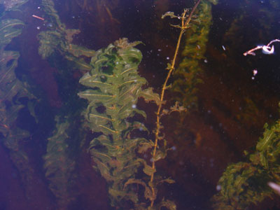Clasping-Leaf Pondweed | Aquatic Biologists, Inc.