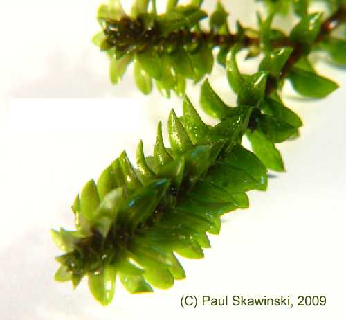 Elodea | Aquatic Biologists, Inc.