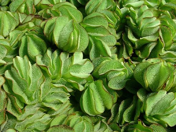 Salvinia | Aquatic Biologists, Inc.